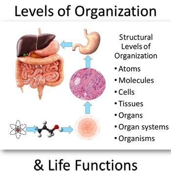Ppt Plant Cells Tissues And Organs Powerpoint Ppt Plant Cells Tissues And Organs Powerpoint