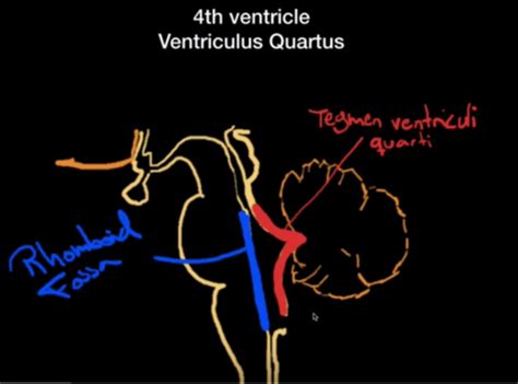 Ventriculus Quartus Flashcards Quizlet