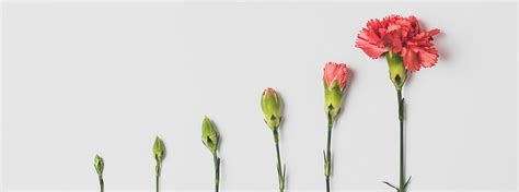 Dynamically Adjusting Textarea Rows In Angular A Comprehensive Guide