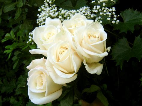 White Rose Flower Quotes Quotesgram