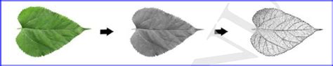 Illustrated Image With The Adaptive Local Threshold To Mean 10 C 0 2 Download Scientific