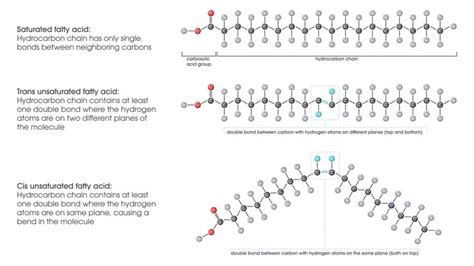 Premium Vector Saturated Versus Unsaturated Fatty Acids Vector