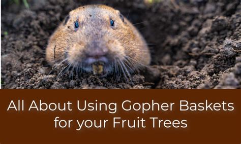 All About Using Gopher Baskets For Your Fruit Trees