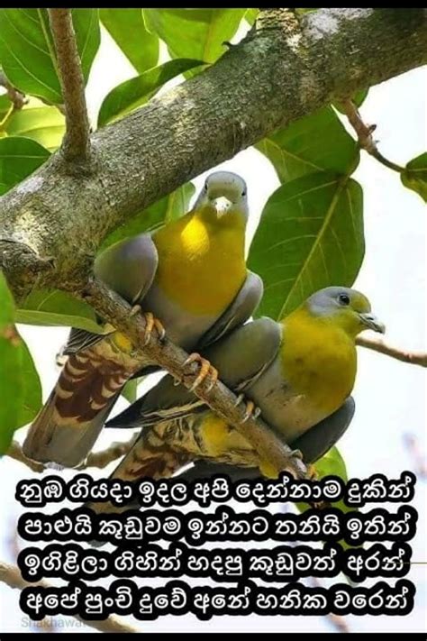 පැටව් නැතිව දැනෙන පාළුව ඉවසන්න බැහැ අනේ නිසඳැස් කවි Youtube