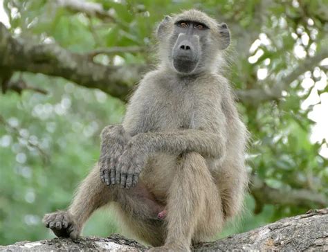 6 Types Of Baboons Species Facts And Photos