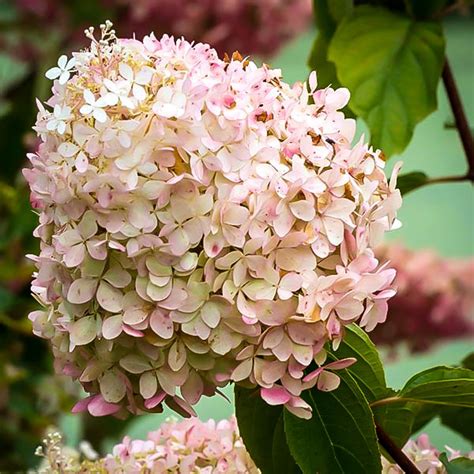 Phantom Hydrangea For Sale Online The Tree Center™