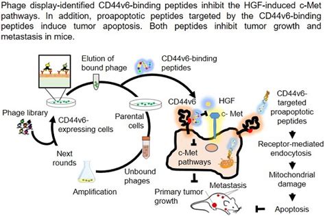 Volume 11 Issue 3 Thno
