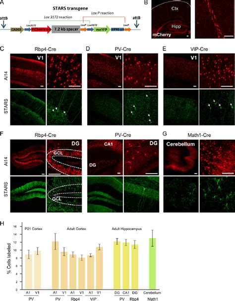 Quantification Of Sparseness In The Brain A The Final Stars
