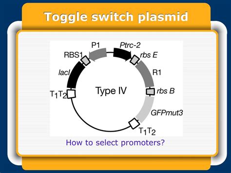 PPT Genetic Toggle Switch PowerPoint Presentation Free Download ID 4752876
