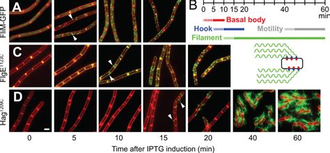 The Cell Biology Of Peritrichous Flagella In Bacillus Subtilis Pmc