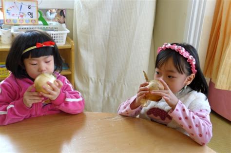 양파 키우기양파싹 기르기양파 수경재배양파싹 틔우기 ┏한결농장 공개┓ 한결어린이집