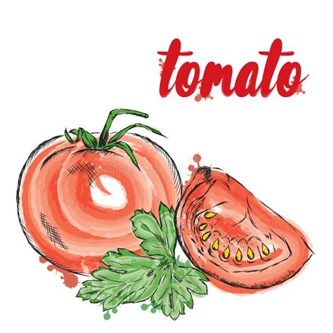 Овощи нарисованные вручную овощи вектора архива Eps включенные Питание