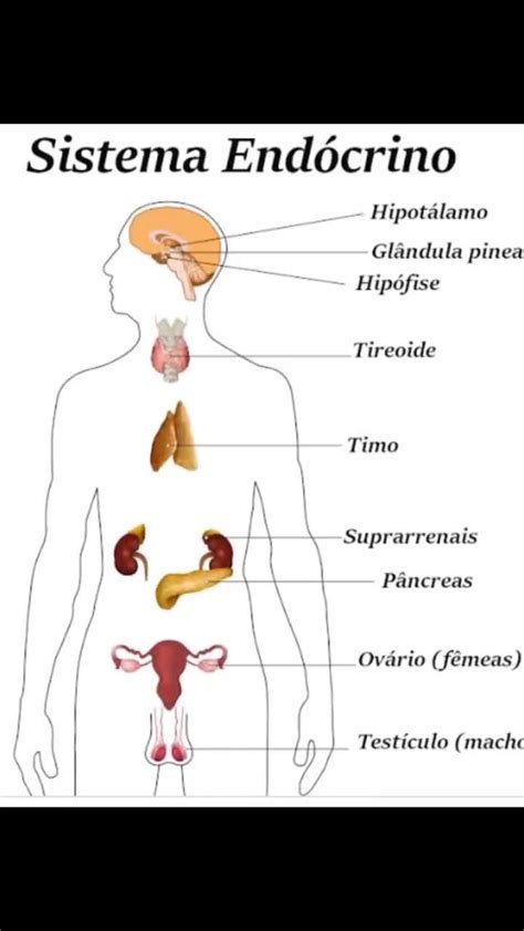 Diagrama Do Sistema Endocrino 172 Uma Visão Geral Do Sistema
