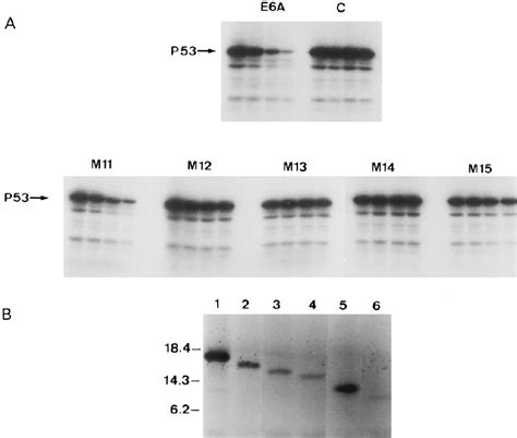 A In Vitro P53 Degradation Assay With E6 And E6 Truncated Proteins