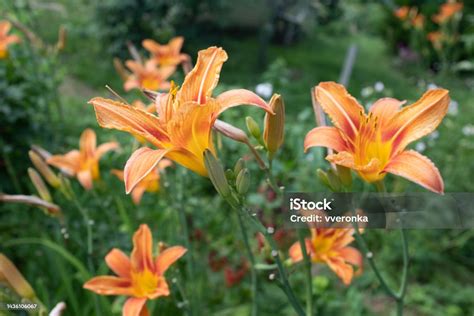 호랑이 백합 꽃의 풍경이 닫힙니다 출판 디자인 포스터 달력 게시물 화면 보호기 벽지 카드 배너 표지 웹 사이트에 대 한 피는 오렌지 백합에서 배경 0명에 대한 스톡 사진 및