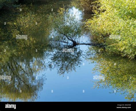 Tree Branches Reflected On The Surface Of A River Stock Photo Alamy