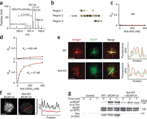 Nck Is Critical For Phosphorylation Of Bcap And Recruitment Of Bcap To