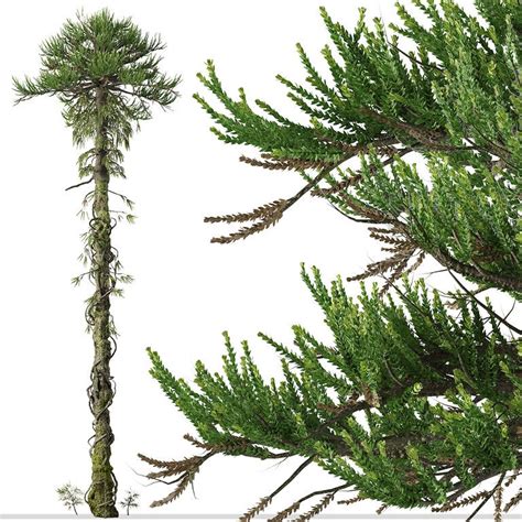 Set Of Araucaria Araucana Tree Chilean Pine 2 Trees 163470 3d Model Download 3d Model