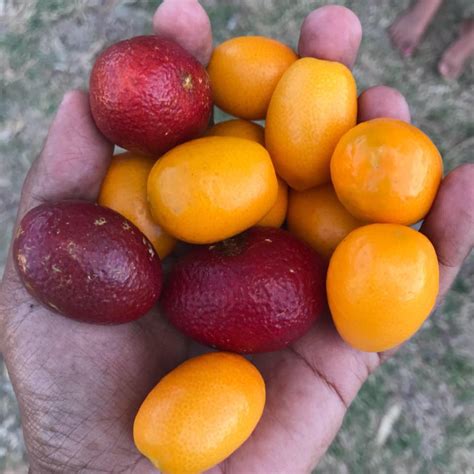 Bindjareb Park Waitoc