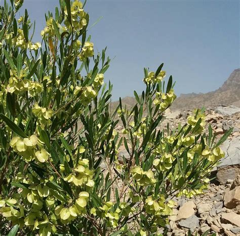 Dodonaea Viscosa