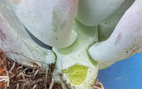 Easy Succulent Leaf Propagation Succulent And Cactus Amino