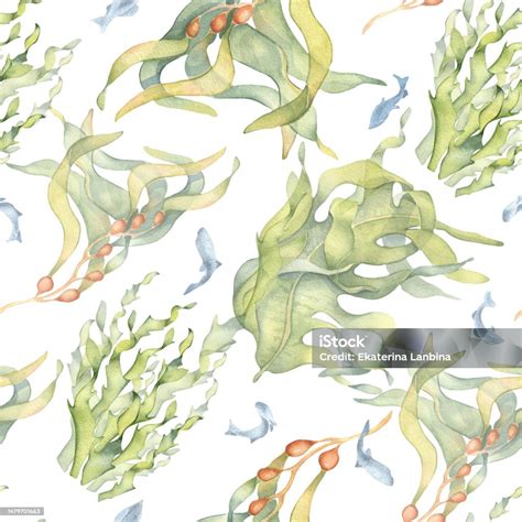 흰색에 격리된 다채로운 바다 식물 수채화 그림의 매끄러운 패턴 Laminaria 다시마 허브 해조류 손으로 그린 배경 섬유 포장 포장 해양 컬렉션 디자인 0명에 대한 스톡