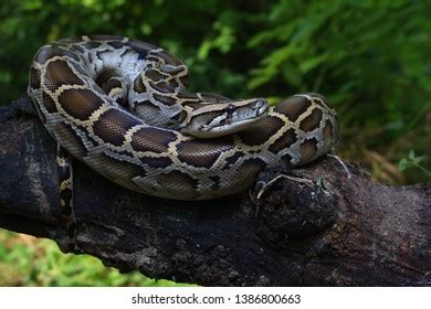 2 Thousand Python Bivittatus Royalty Free Images Stock Photos