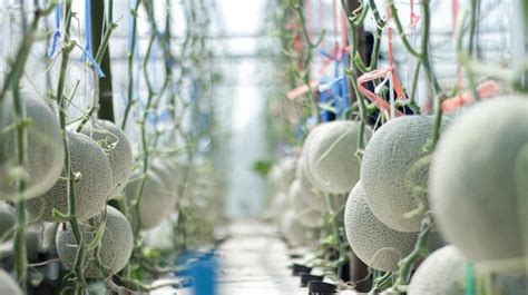 Premium Photo Melon Hydroponic