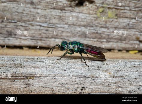 Ruby Tailed Wasp Common Gold Wasp Ruby Tail Chrysis Ignita On Wood