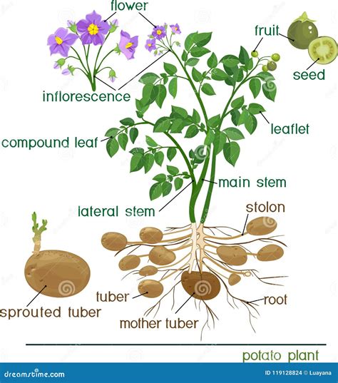 Parts Of Potato Plant Stock Vector Illustration Of Potatoes 119128824