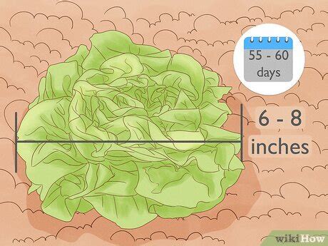 3 Ways To Harvest Buttercrunch Lettuce Wikihow