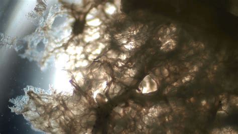 Human Precision Cut Lung Slice Pcls 001g Cell Systems