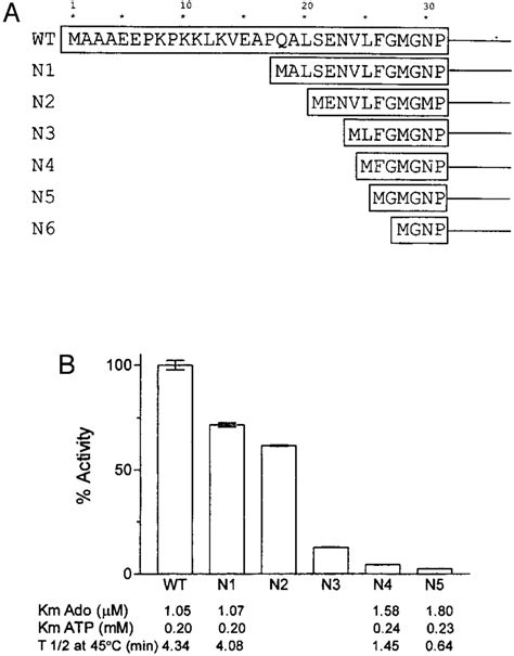 Effect Of N Terminal Deletions A On Ak Activity And Biochemical