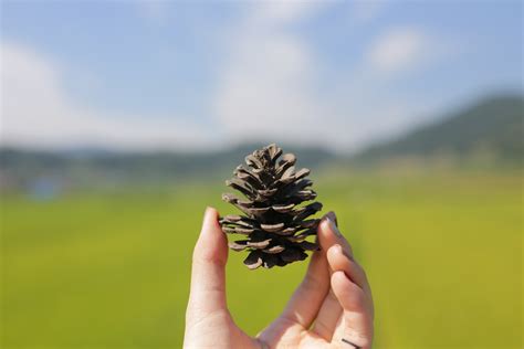 무료 이미지 나무 자연 들 햇빛 아침 잎 꽃 손가락 녹색 수확고 농업 플로라 솔방울 닫다 매크로