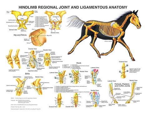 Horse Hindlimb Anatomy