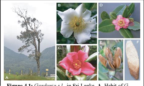 Figure 1 From Evolution Of Polyspora Gordonia Theaceae In Sri Lanka Semantic Scholar