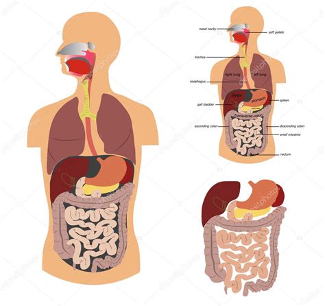 Digestive System Stock Vector Image By ©megija 7388526