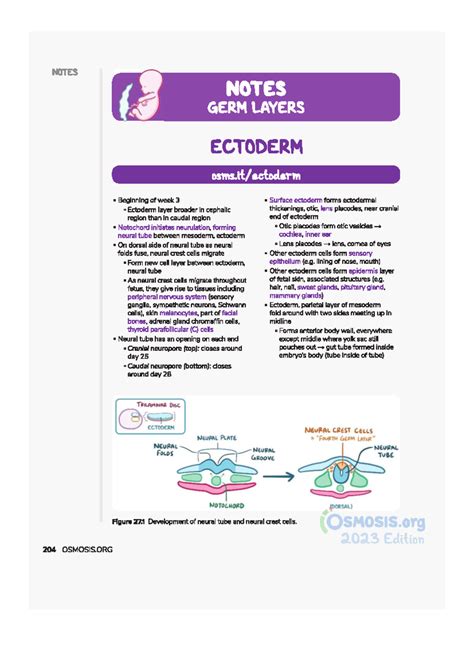 Germ Layers Notes Ectoderm Development And Diagrams Osmosis Studocu