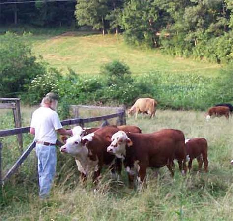 What do cows eat? A lot more than you think.