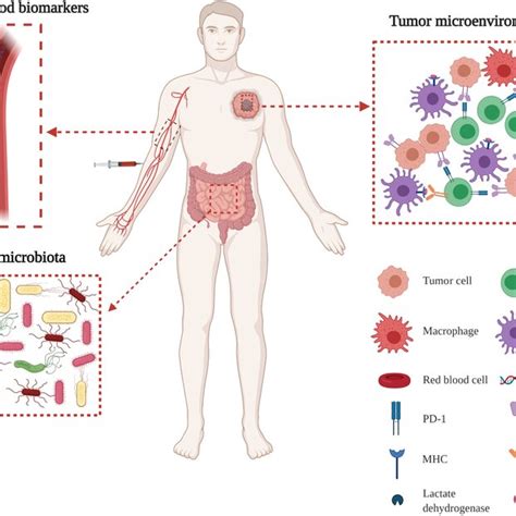 Illustration Of Possible Factors To Predict Hyperprogression Under Download Scientific Diagram