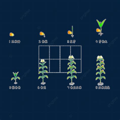 Corn Germination Process Corn Process Of Growth Technology Png And