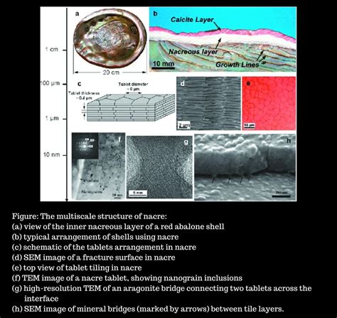 Bharanitharan Thirupathy On Linkedin The Seashells Secret Mother Natures Masterclass In