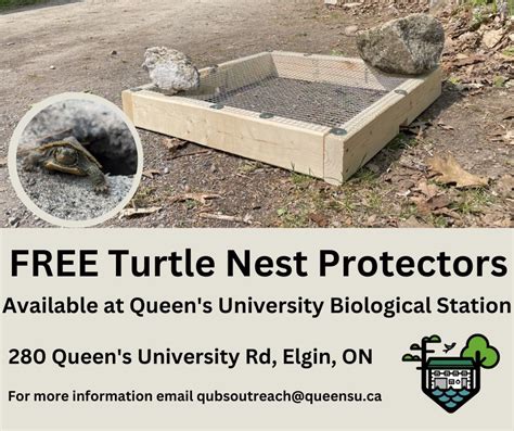 Qubs Turtle Nest Protection Program Queens University Biological Station