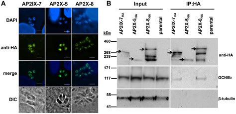 Immunoprecipitation Diagram