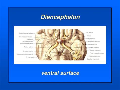 Ppt Diencephalon Powerpoint Presentation Free Download Id435635