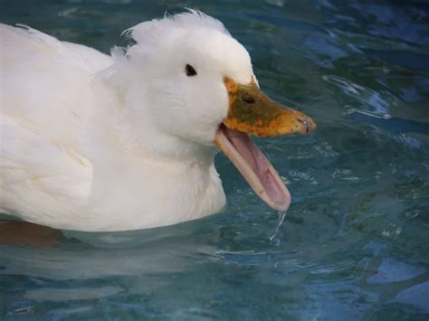 Duck Quacking Explained