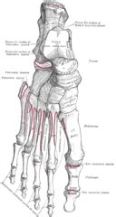 Cuneiform Bones Wikipedia