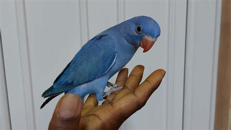 Akl Indian Ringneck Breeding Aviary Coventry