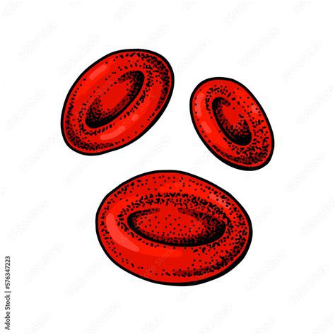 Erythrocyte Red Blood Cells Isolated On White Background Hand Drawn