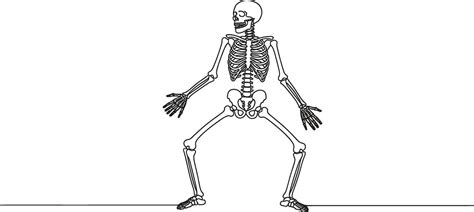 Skeleton Outline Vector Art Icons And Graphics For Free Download